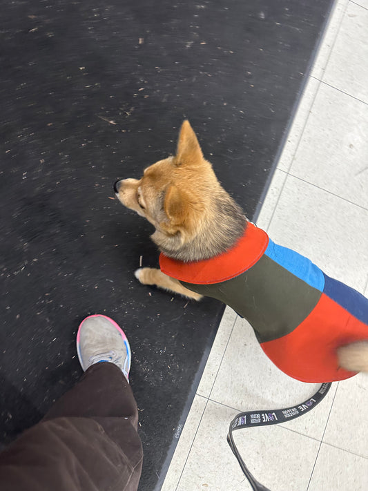 DRE🐶DOG – Drea Svea